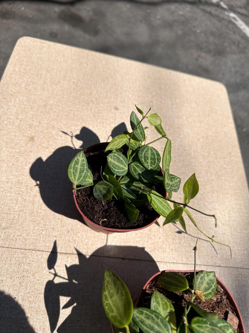 Hoya Dischidia Melon 4 Inch Live Houseplant - Etsy