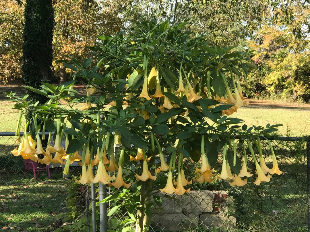 Angels Trumpet Plant - Etsy