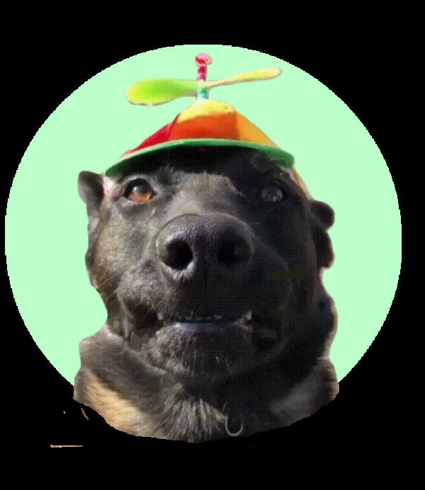 Black Lab Flip Flops Funny Dog Black Dog in Beanie Dog Lover - Etsy