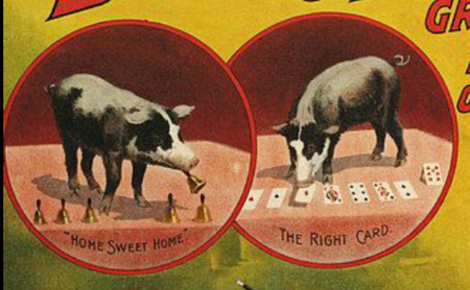 Trained Pigs Pig Lover Gift Pig Collector Circus Vintage Image - Etsy