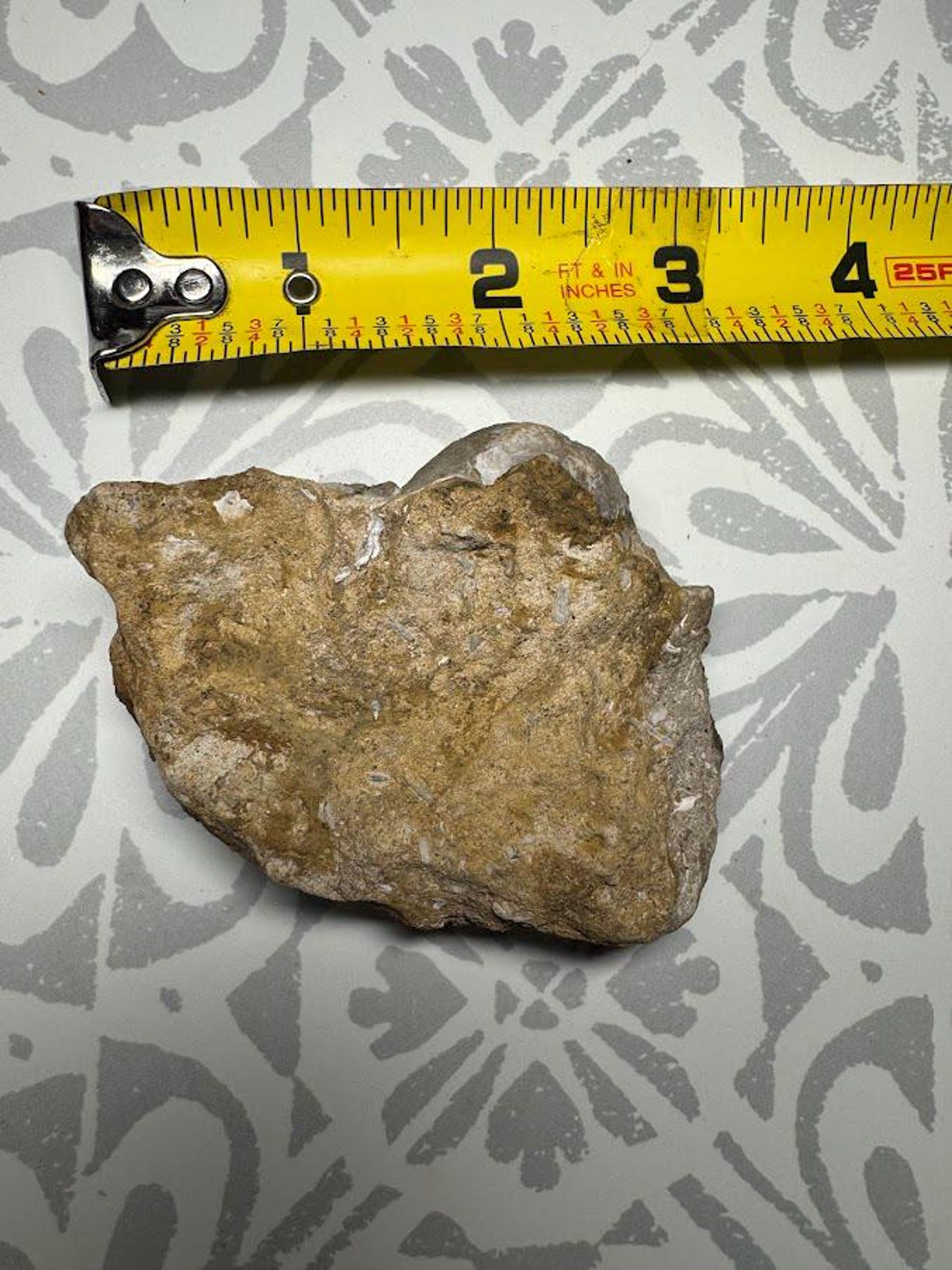 Brachiopod Fossil in Rock - Etsy
