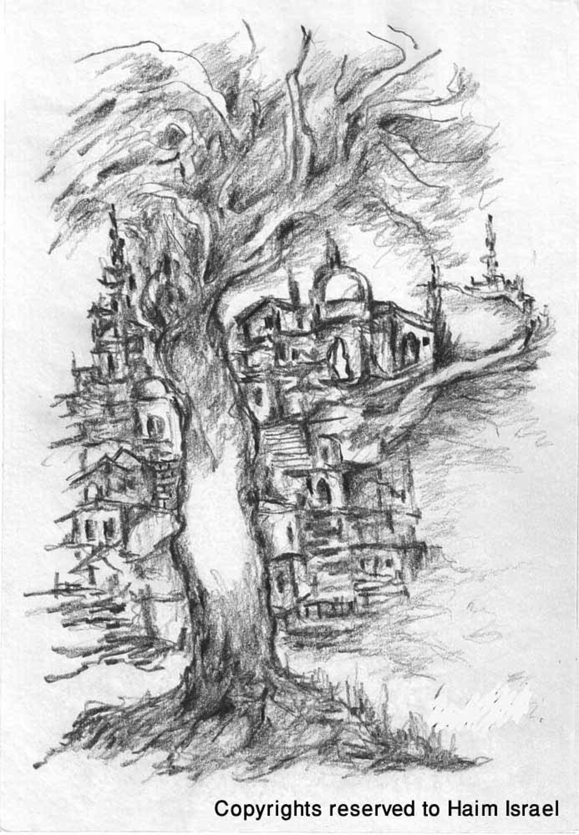 Olive Tree in Jerusalem, Printed Picture no. 63, Pencil Art by Haim ...