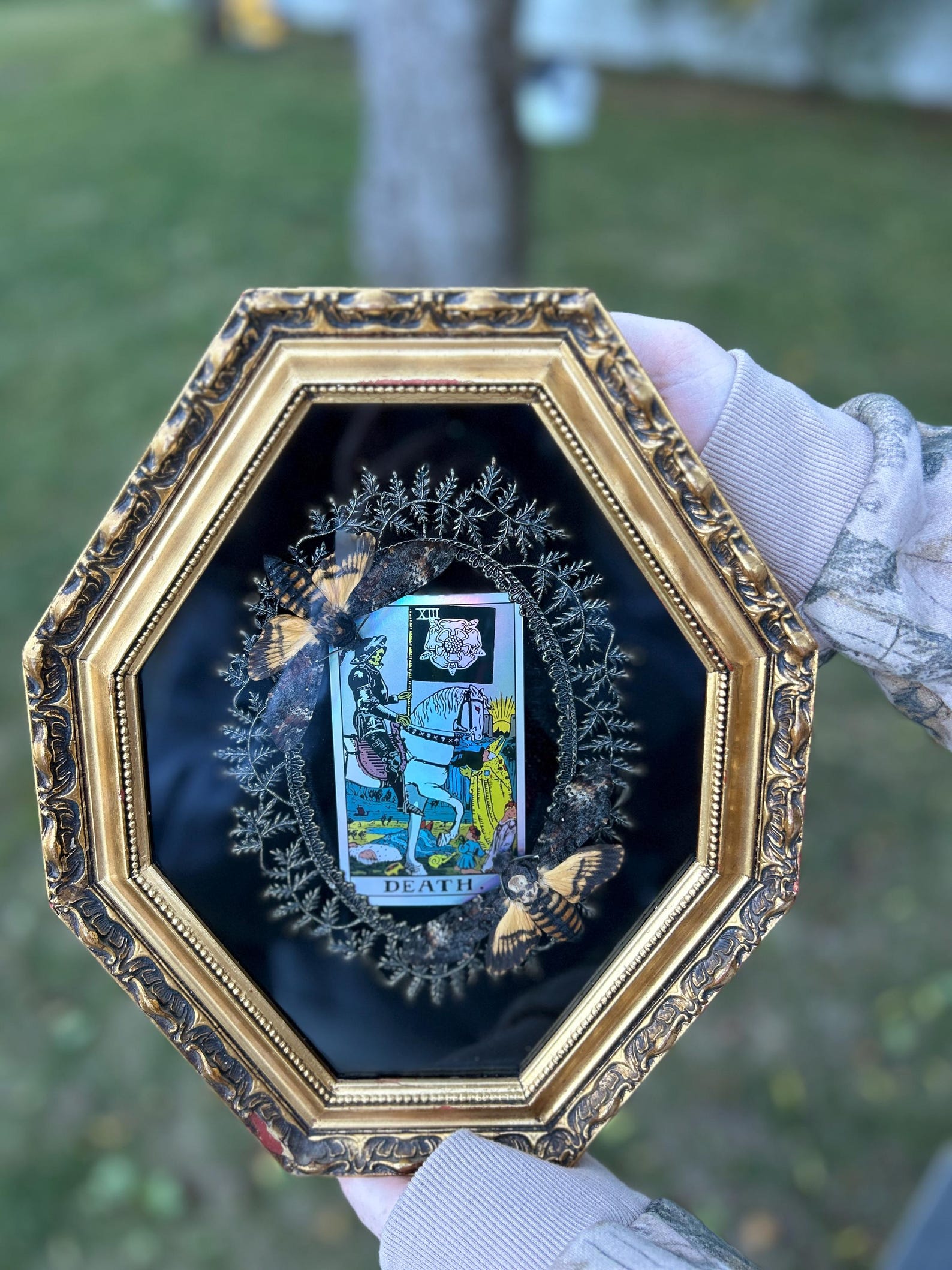 Death's-head Hawk Moth Entomology Shadow Box | Gothic Tarot Art - Etsy