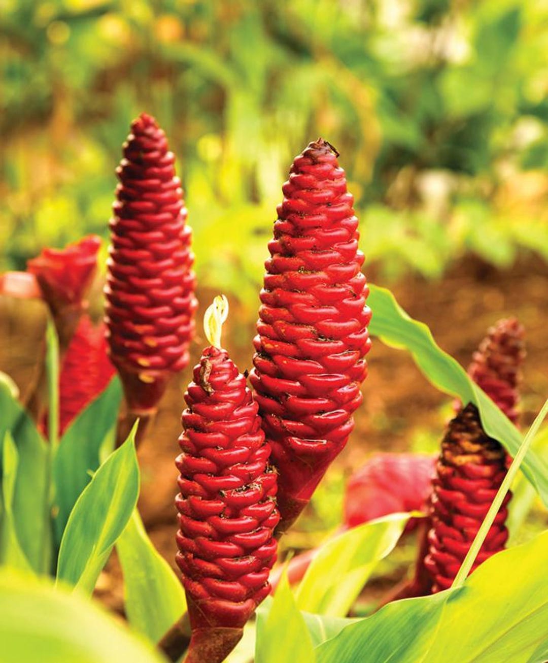 Shampoo Ginger Plant, Live Plant 4 to 7 Inch Tall, Zingiber Zerumbet ...