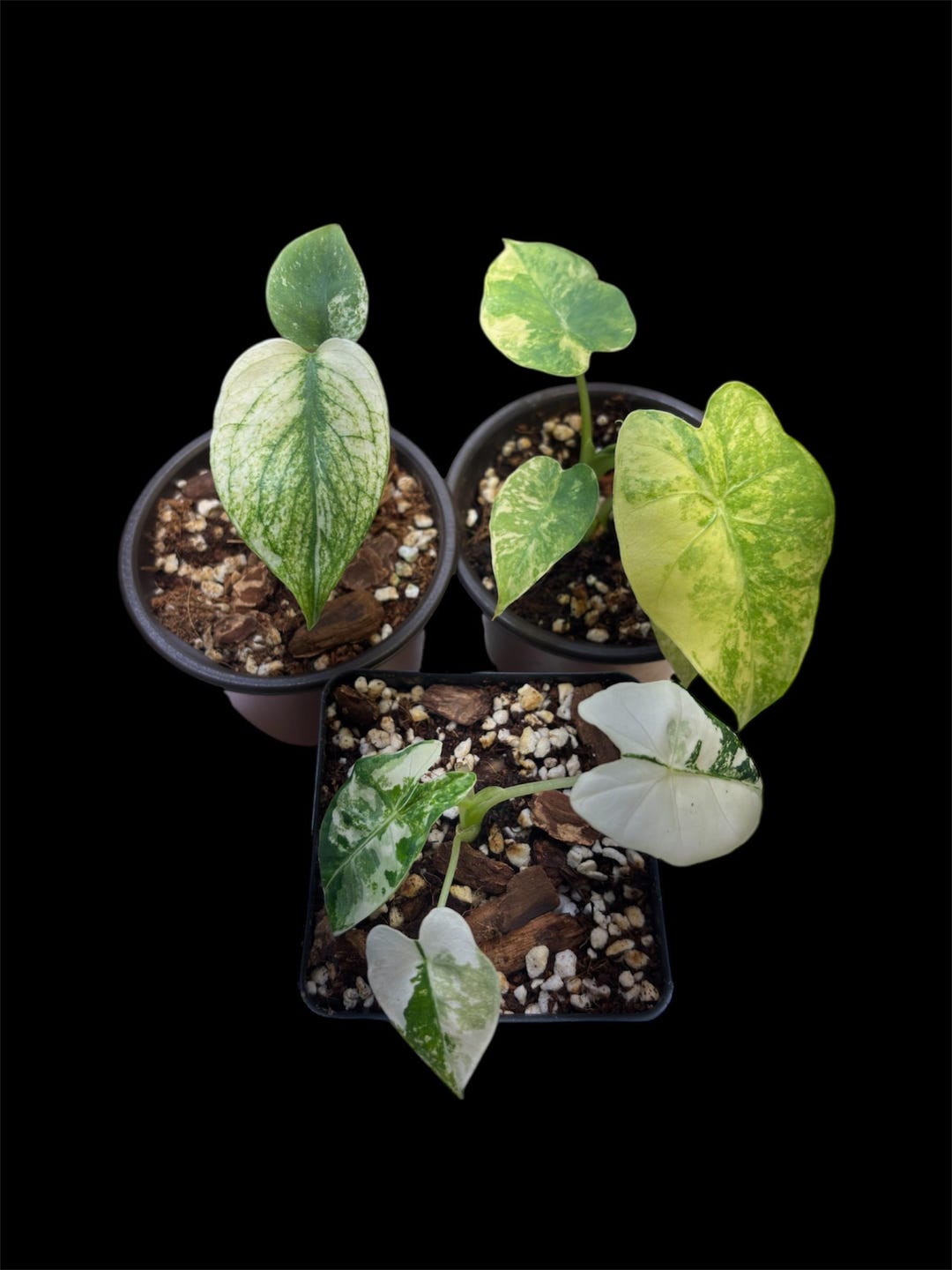 Rare Variegated Plant 3-pack – White Monster Mint Monstera, Variegated ...