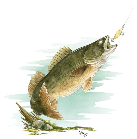 Walleye Drawing