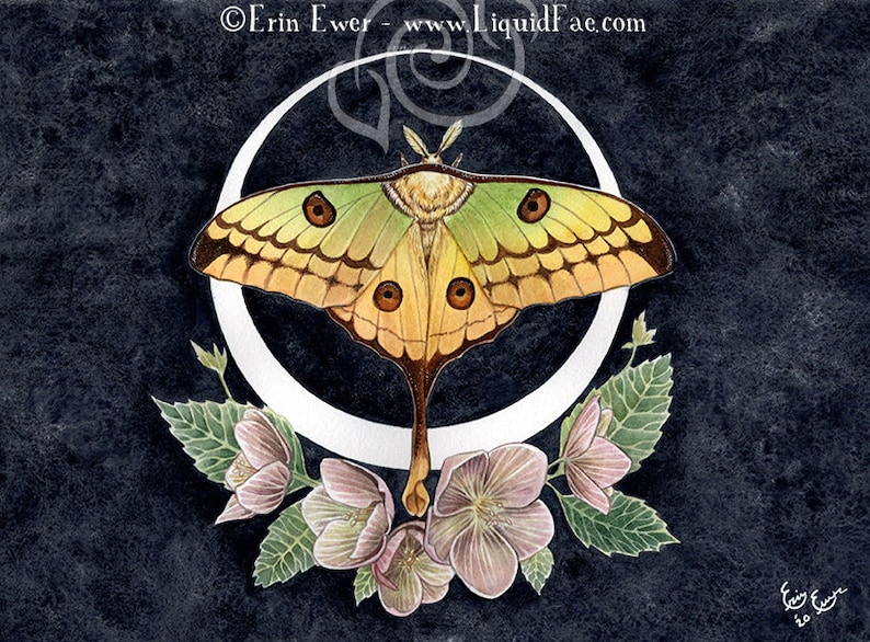 Comet Moth Art Journal / Notebook / Sketchbook Lunar Moth - Etsy