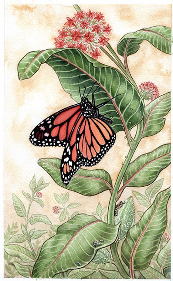 Tarot Card Deck The Butterfly Tarot Major Arcana Deck - 22 Card Set ...