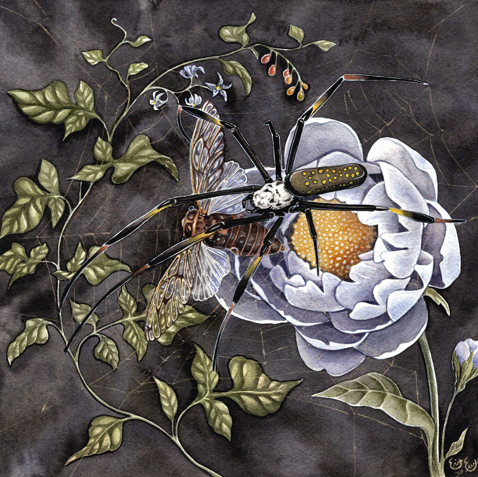 Orb Weaver and Cicada Compact Mirror - Art - Clamshell - Pocket - Purse ...
