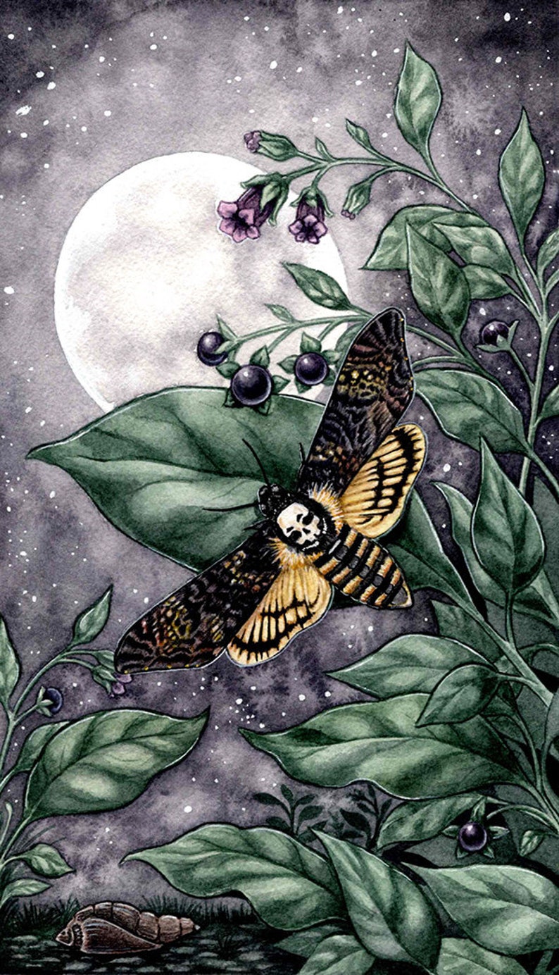 Death Tarot Print - Deaths Head Moth - Cards - Major Arcana ...