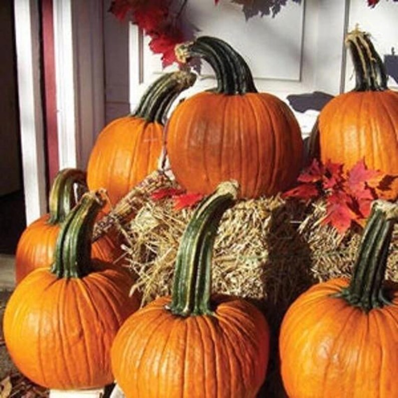12 WOLF PUMPKIN Seeds. Thick Stem, Incredible Handle, Deep Orange ...