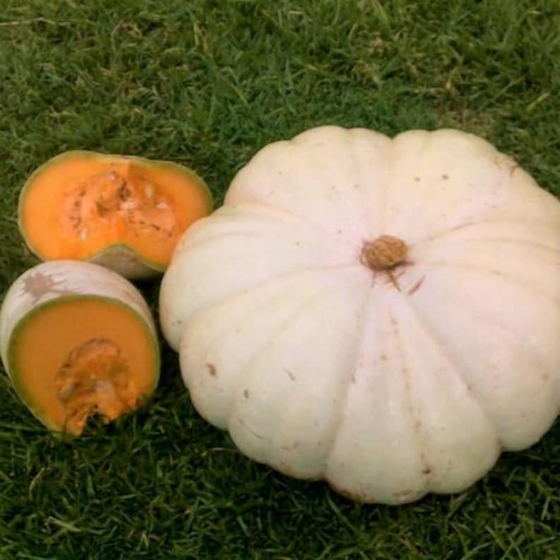 12 Flat White Boer Pumpkin Seeds. Flat, White, Stackable Pumpkin ...