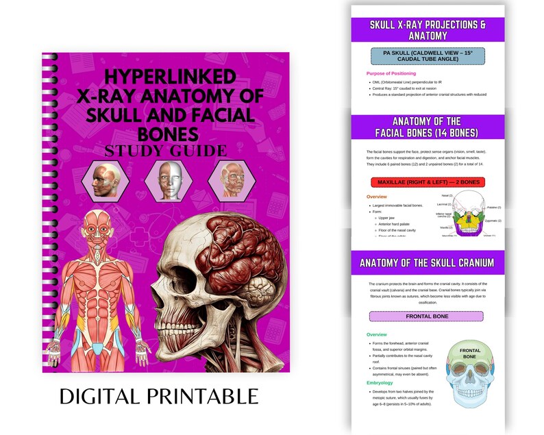 Skull and Facial Bones X-ray Anatomy Study Guide (digital Download PDF ...
