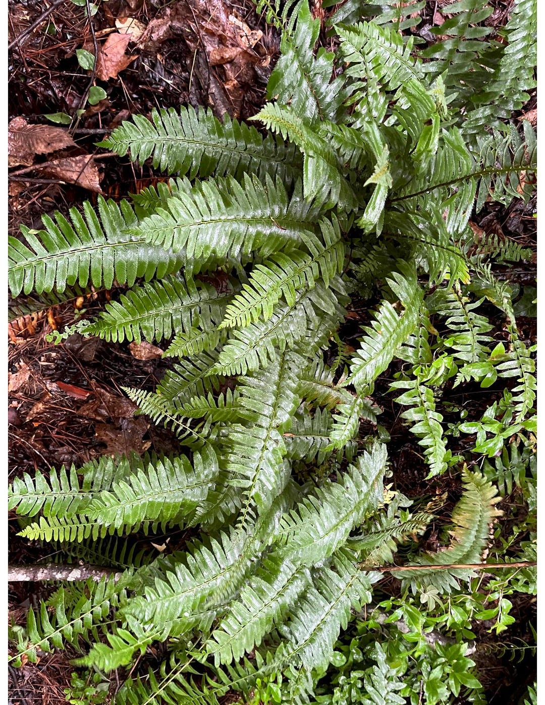 Christmas Ferns(3 Bare Root Plants) - Etsy