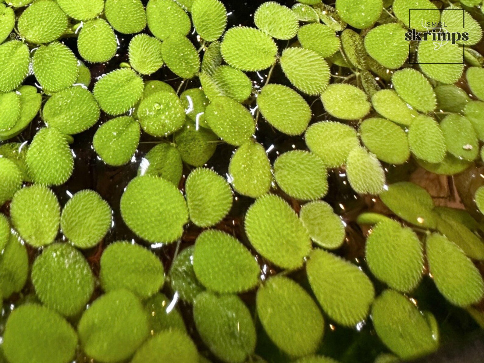 Salvinia Minima | Water Spangles | Pond Plants | Floating Plants ...