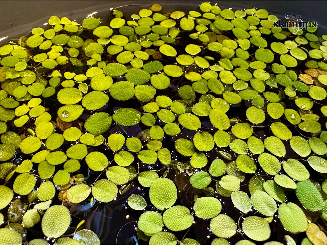 Salvinia Minima | Water Spangles | Pond Plants | Floating Plants ...