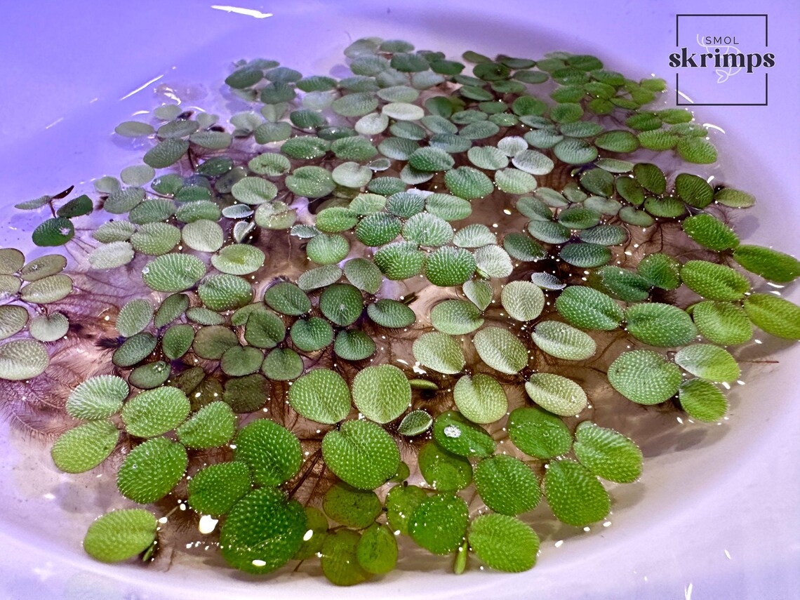 Salvinia Minima | Water Spangles | Pond Plants | Floating Plants ...