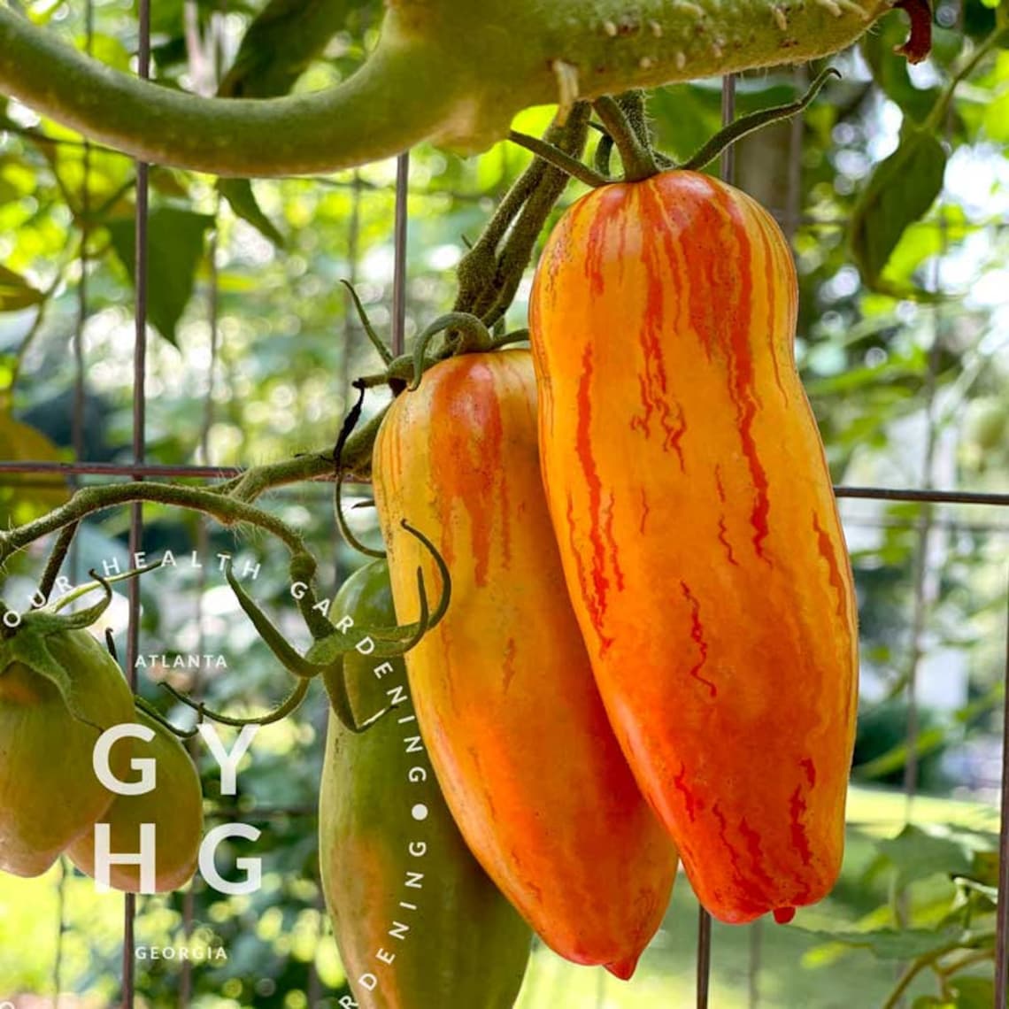 Casady's Folly Paste Rare Tomato Seed tom Wagner Variety - Etsy