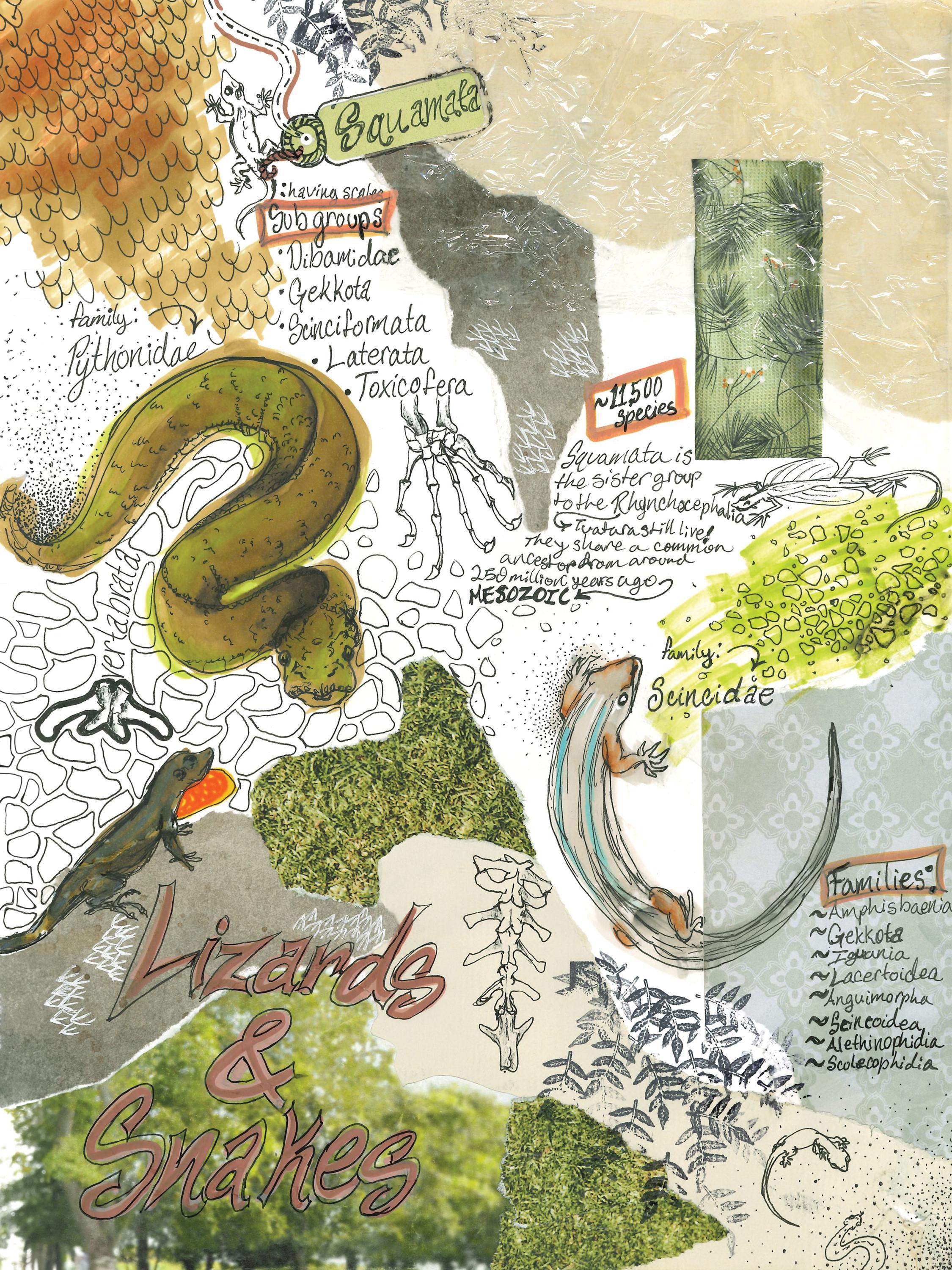 Squamata: Lizard & Snake Collage, Print - Etsy