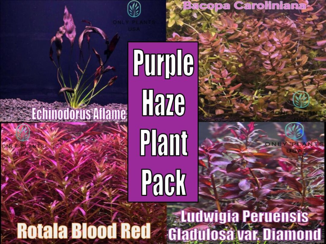Purple Haze Plant Pack From Only Plants USA Live Aquatic Plant ...