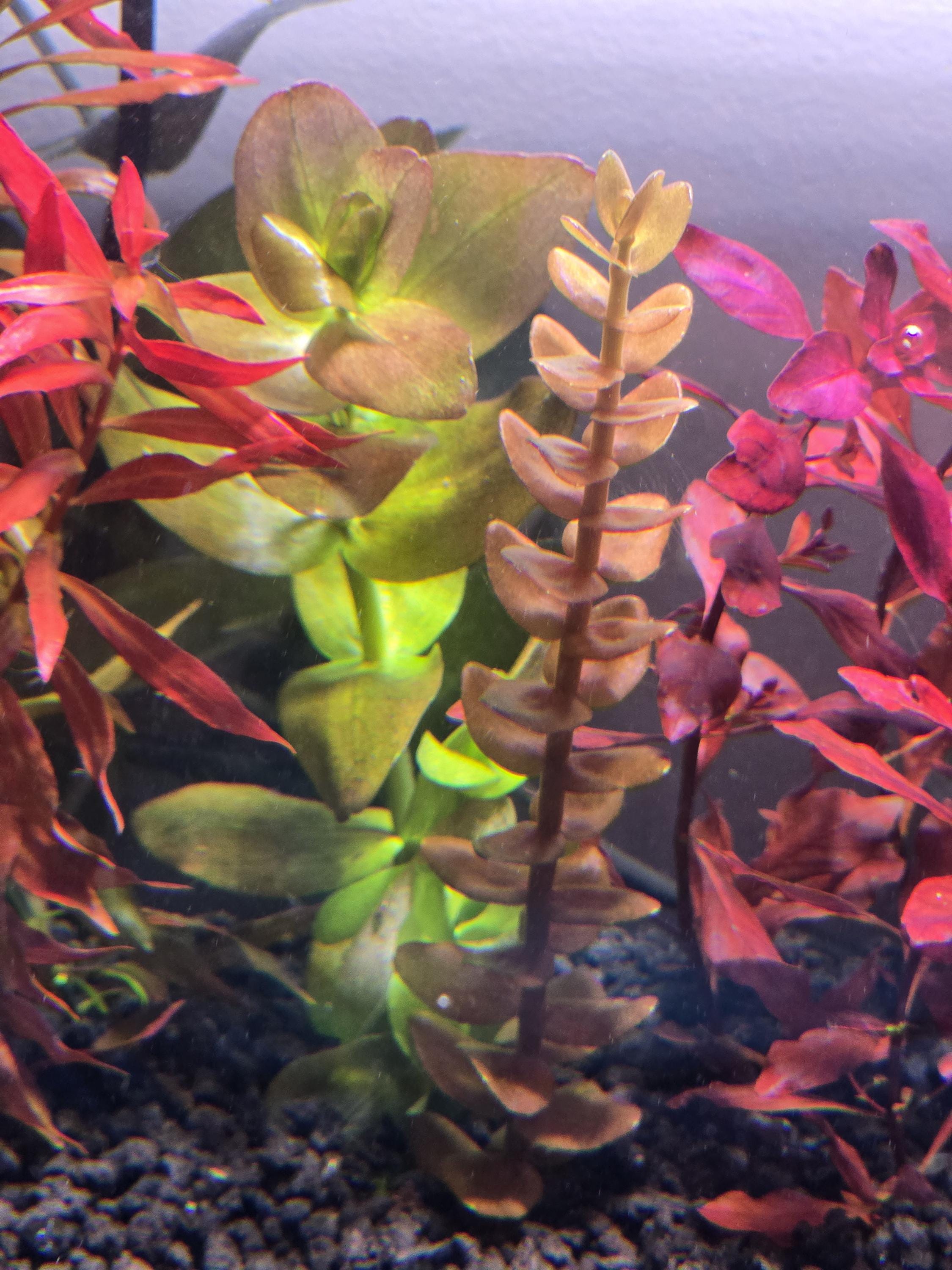 Purple Haze Plant Pack From Only Plants USA Live Aquatic Plant ...