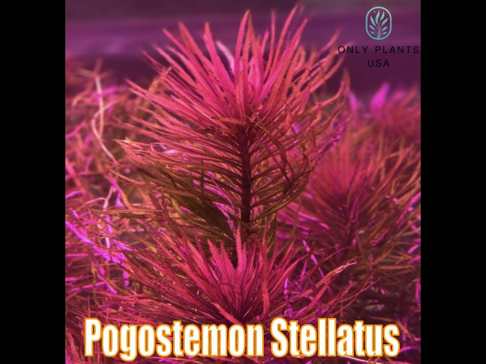 Pogostemon Stellatus From Only Plants USA Live Aquatic Plant Freshwater ...