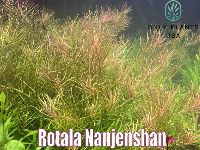50 Stems Plant Pack From Only Plants USA Live Aquatic Plant Freshwater ...