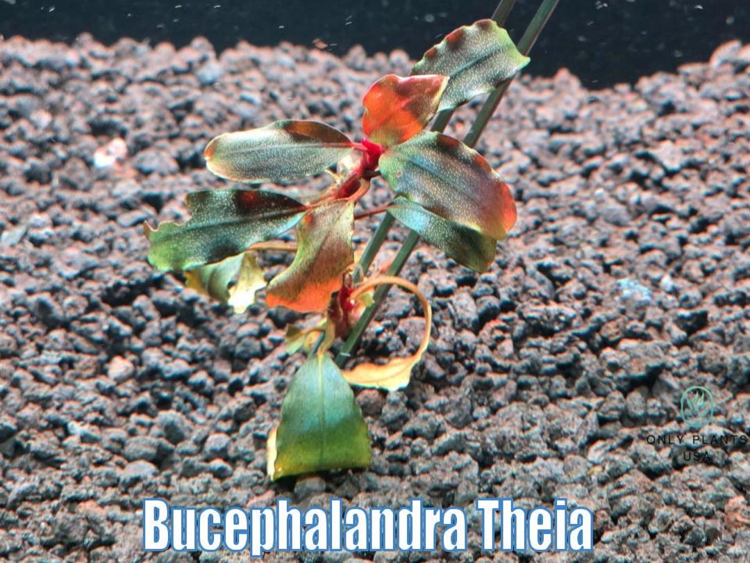 Bucephalandra Theia From Only Plants USA Live Aquatic Plant Freshwater ...