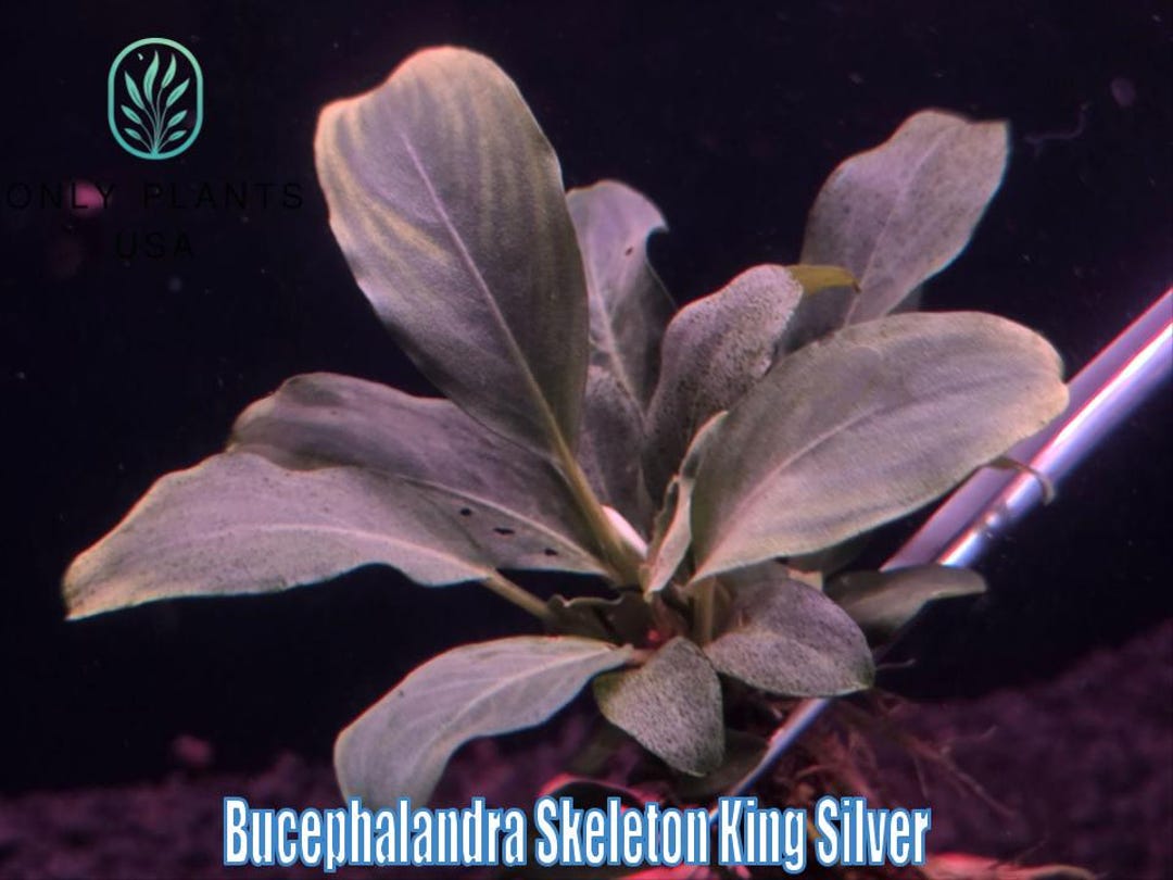 Bucephalandra Skeleton King Silver From Only Plants USA Live Aquatic Plant Freshwater Fish Tank ...