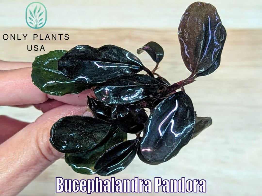 Bucephalandra Pandora From Only Plants USA Live Aquatic Plant ...