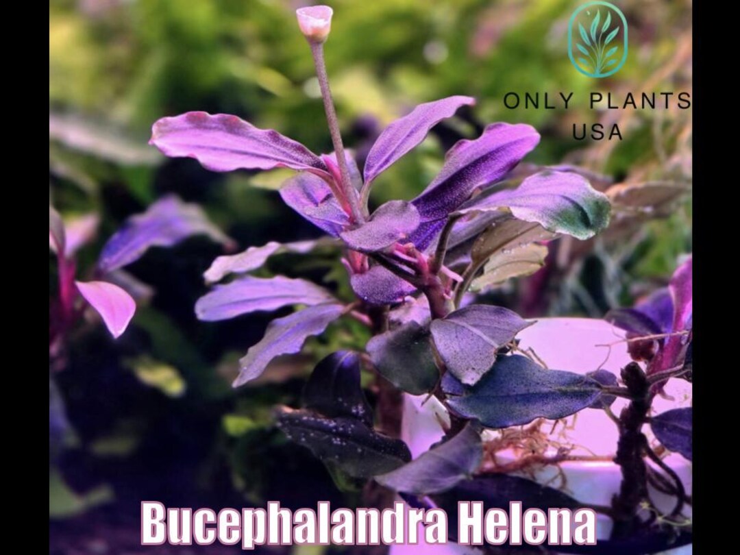 Bucephalandra Helena From Only Plants USA Live Aquatic Plant Freshwater ...