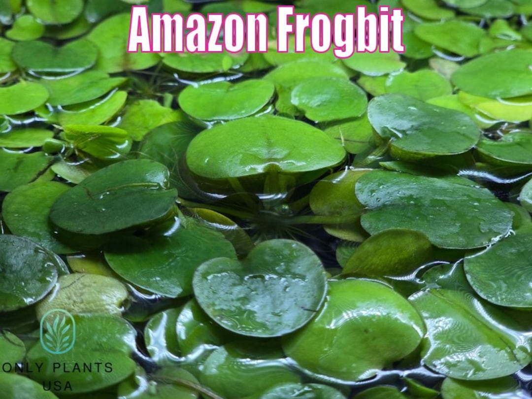 Amazon Frogbit From Only Plants USA Live Aquatic Plant Freshwater Fish ...