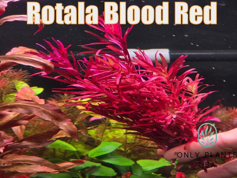 Rotala Blood Red From Only Plants USA Aquarium Plants Live Aquatic ...