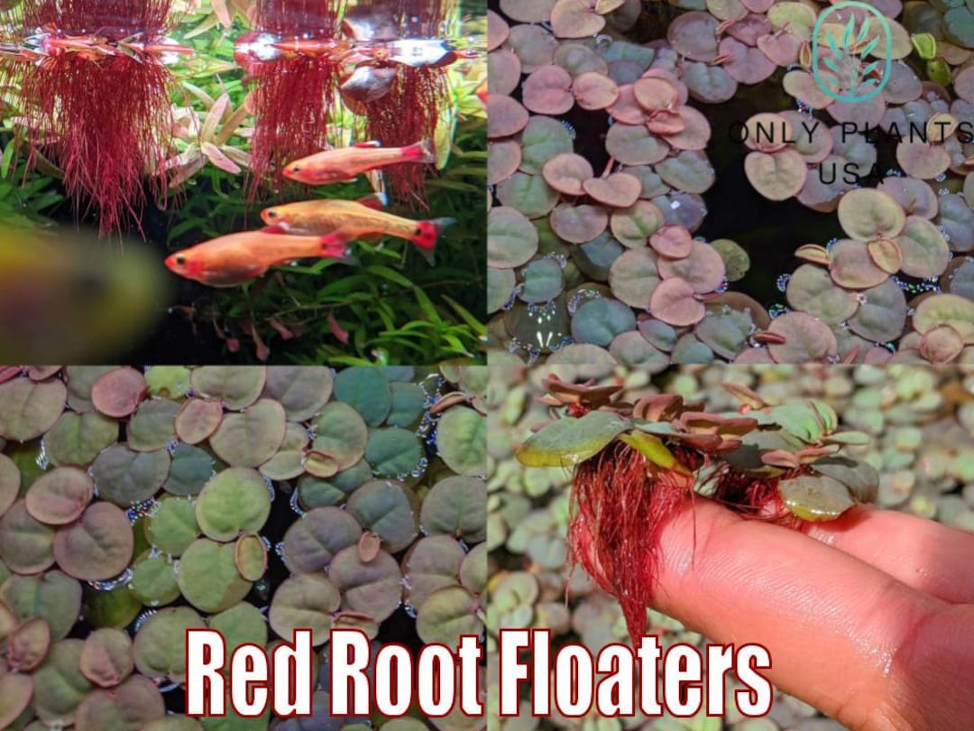 Red Root Floaters Phyllanthus Fluitans From Only Plants USA Red Roots ...