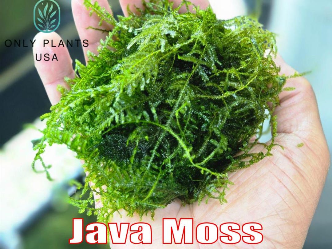 Java Moss Singapore Moss Live Aquatic Plants Live Aquatic Plants From ...