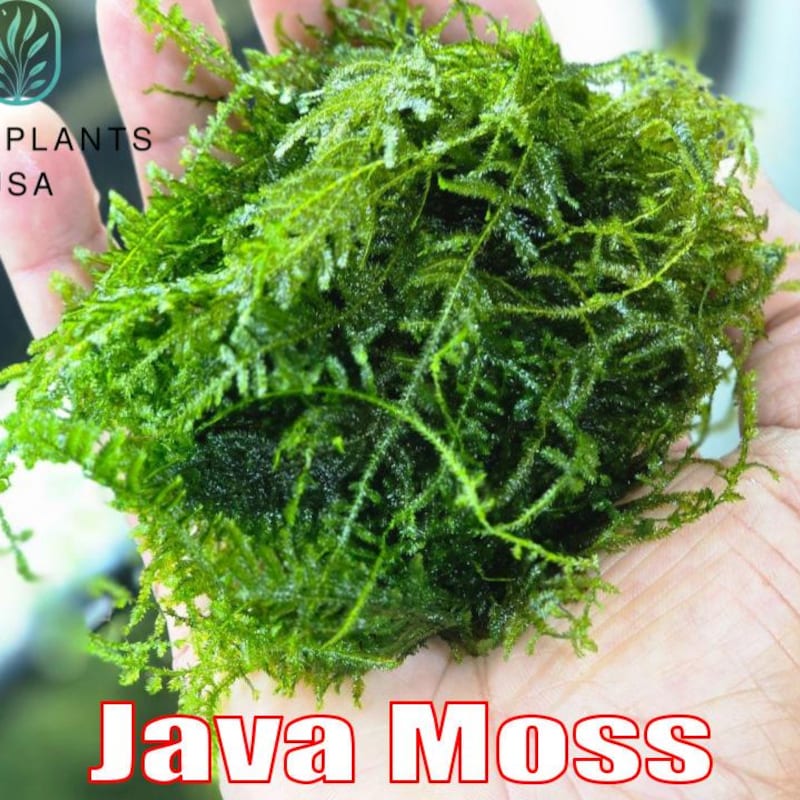 Live Moss - Etsy
