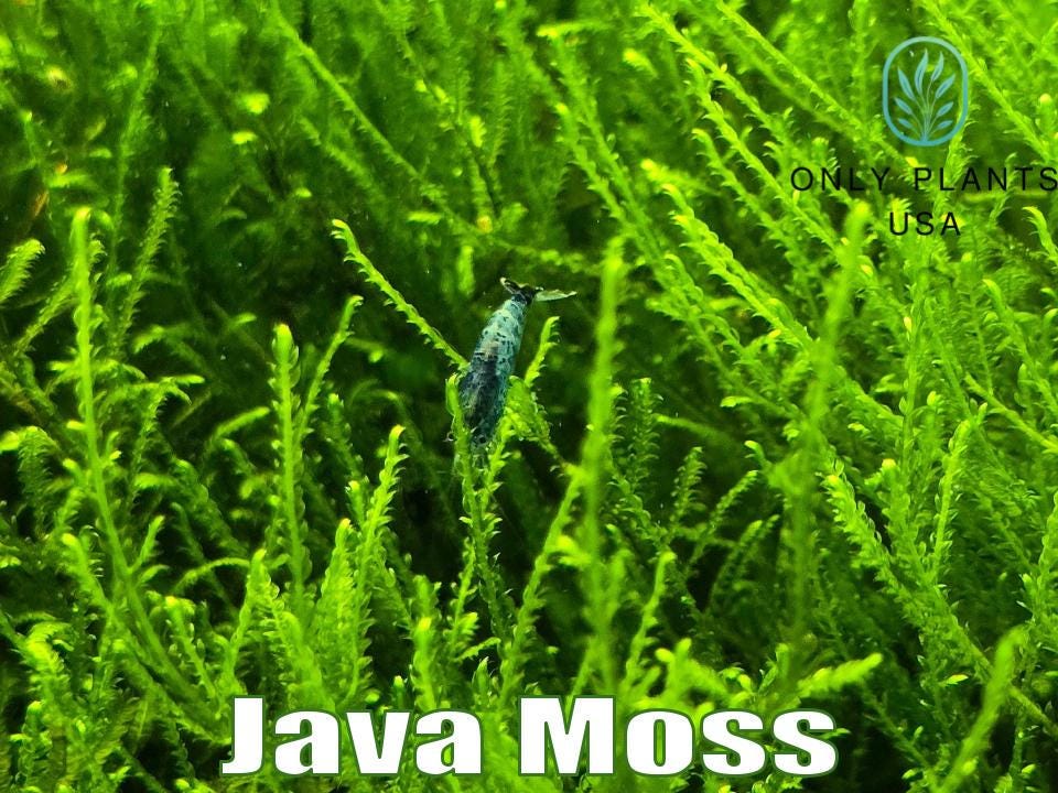 Moss Pack From Only Plants USA Aquarium Moss Live Moss Java Moss Shrimp ...
