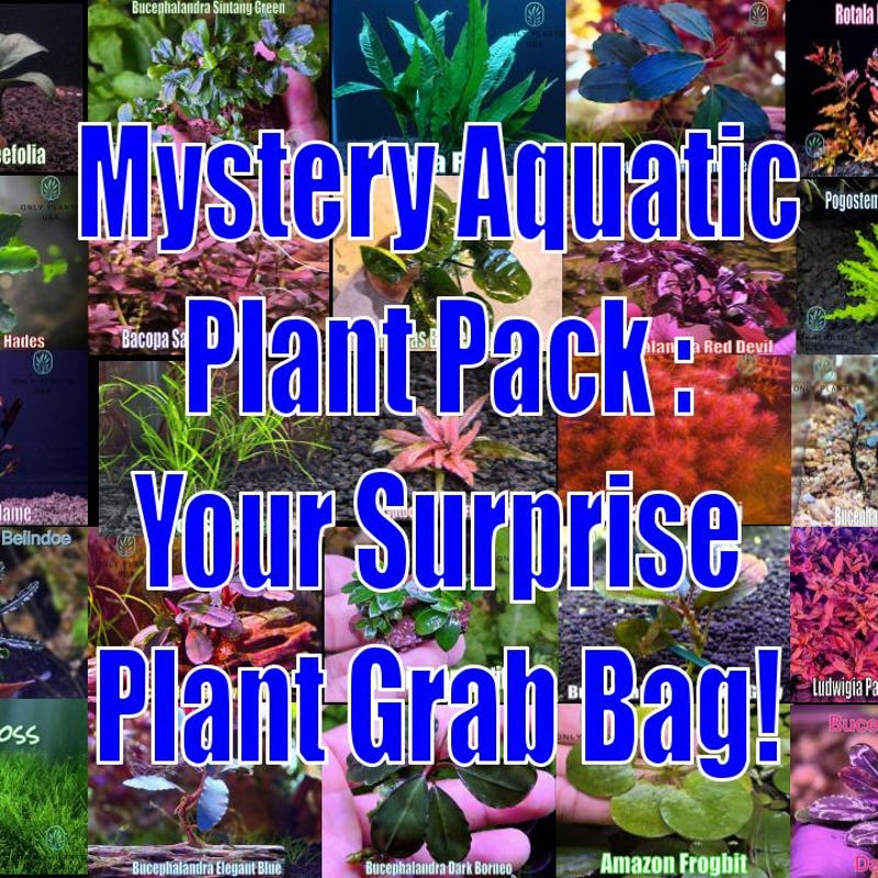 Plant Boxes for Fish Tank - Etsy