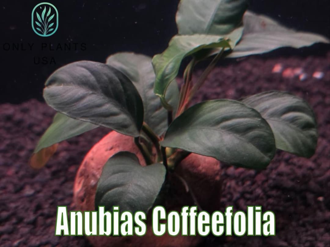 Anubias Coffeefolia From Only Plants USA Aquarium Plants Aquatic Plants ...
