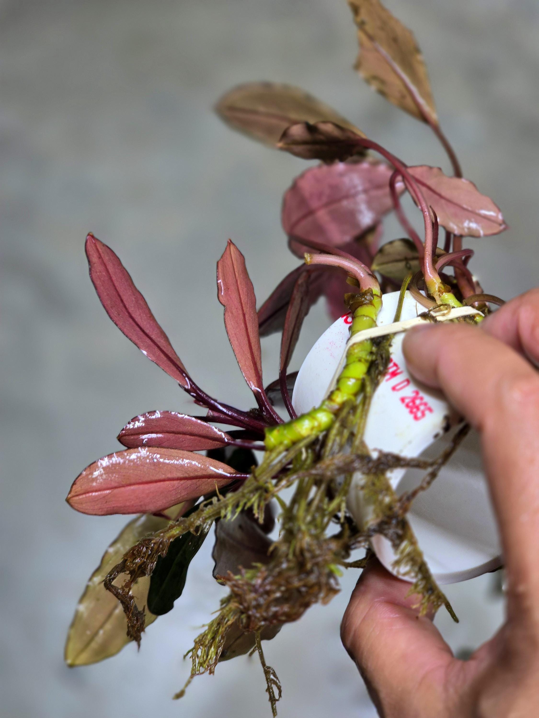 Bucephalandra Pink Lady From Only Plants USA Live Aquatic Plant ...