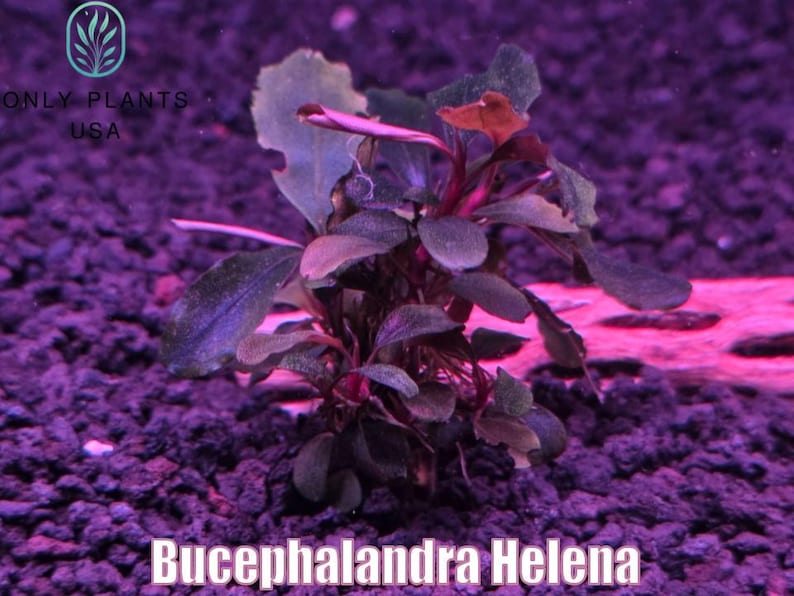 Bucephalandra Helena From Only Plants USA Live Aquatic Plant Freshwater ...