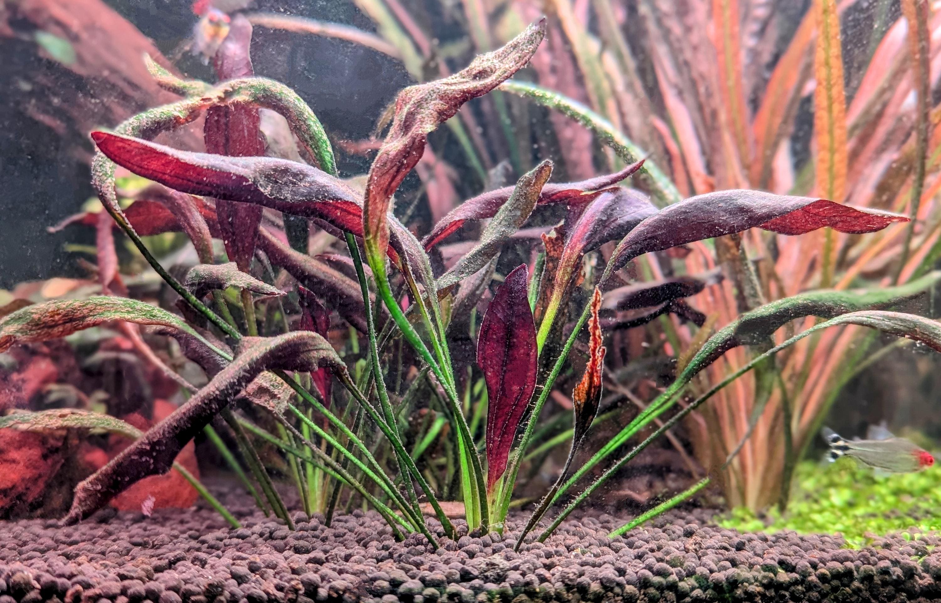 Purple Haze Plant Pack From Only Plants USA Live Aquatic Plant ...
