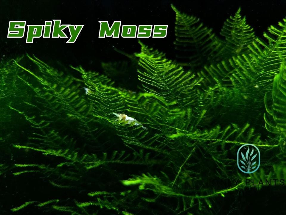 Moss Pack From Only Plants USA Aquarium Moss Live Moss Java Moss Shrimp ...
