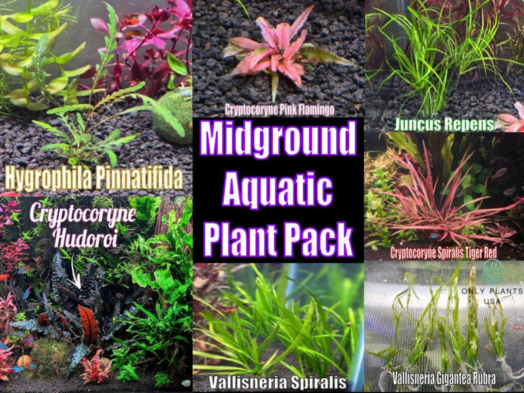 Midground Aquatic Plant Pack Live Aquatic Plant Freshwater Fish Tank ...