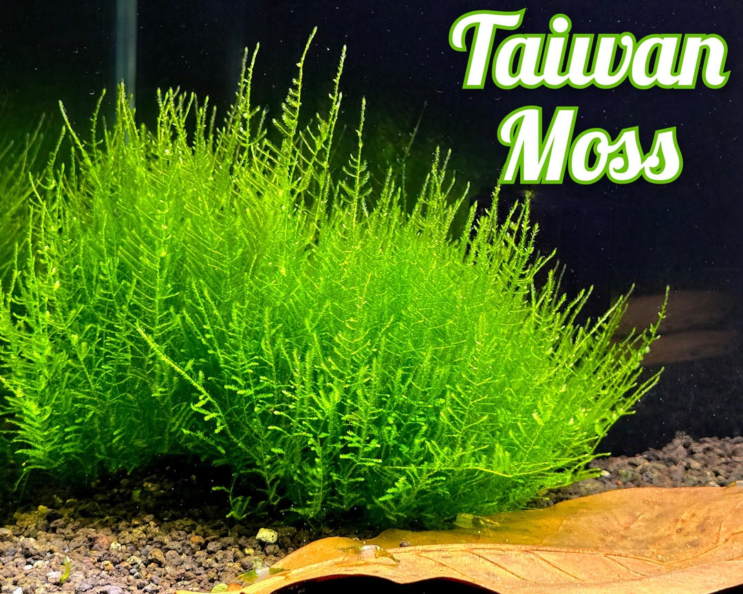 Taiwan Moss - Live Aquatic Plants - Only Plants USA - Etsy