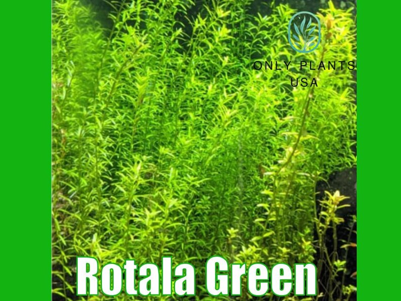 Stem Plant Starter Pack From Only Plants USA Live Aquatic Plant ...