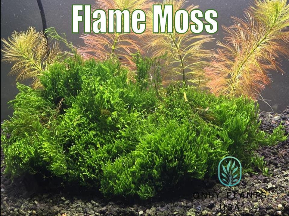 Moss Pack From Only Plants USA Aquarium Moss Live Moss Java Moss Shrimp ...