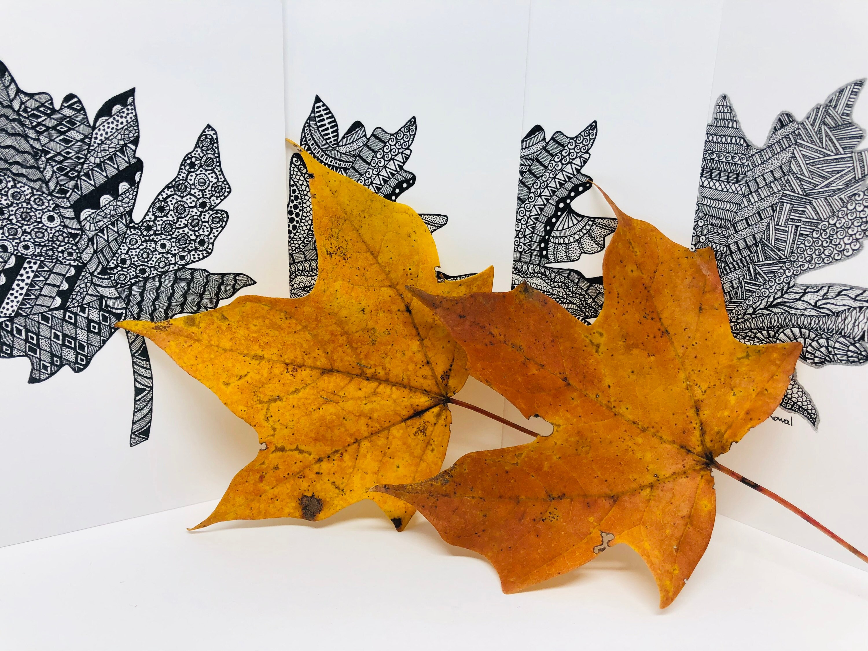 Maple Shape Leaf Notecards * 5 Cards * 3 Designs * Original Art Work ...