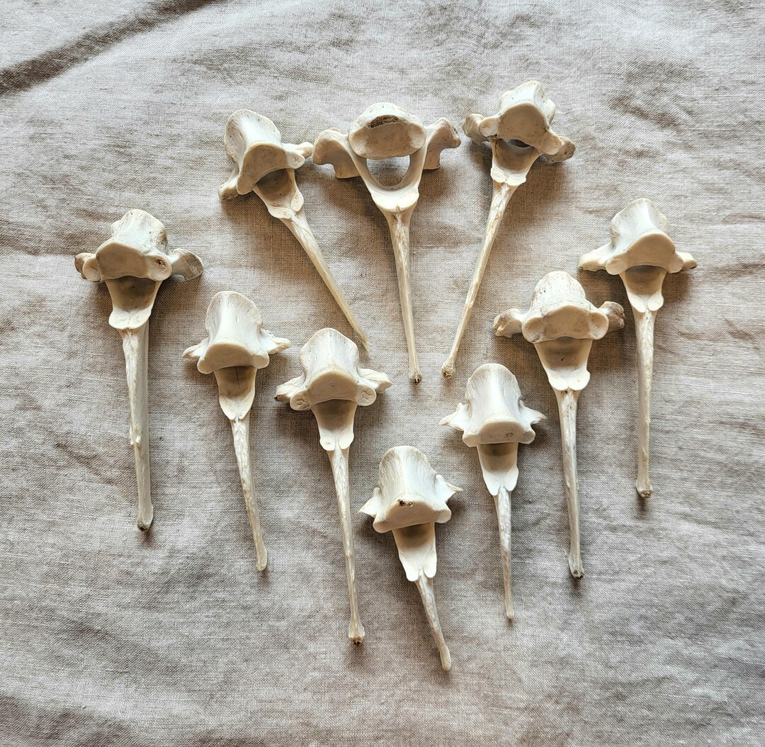 Blacktail Deer Vertebrae Bones - 10 Pieces Ethically Harvested - Etsy