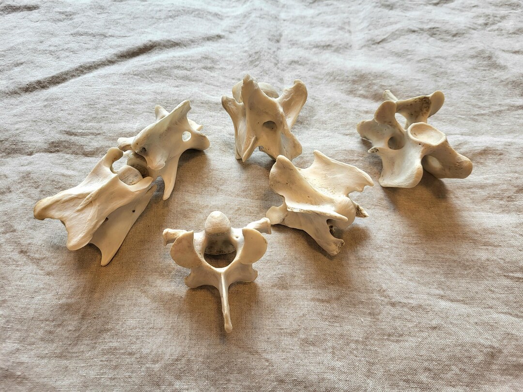 Blacktail Deer Vertebrae Bones - 6 Pieces Ethically Harvested - Etsy